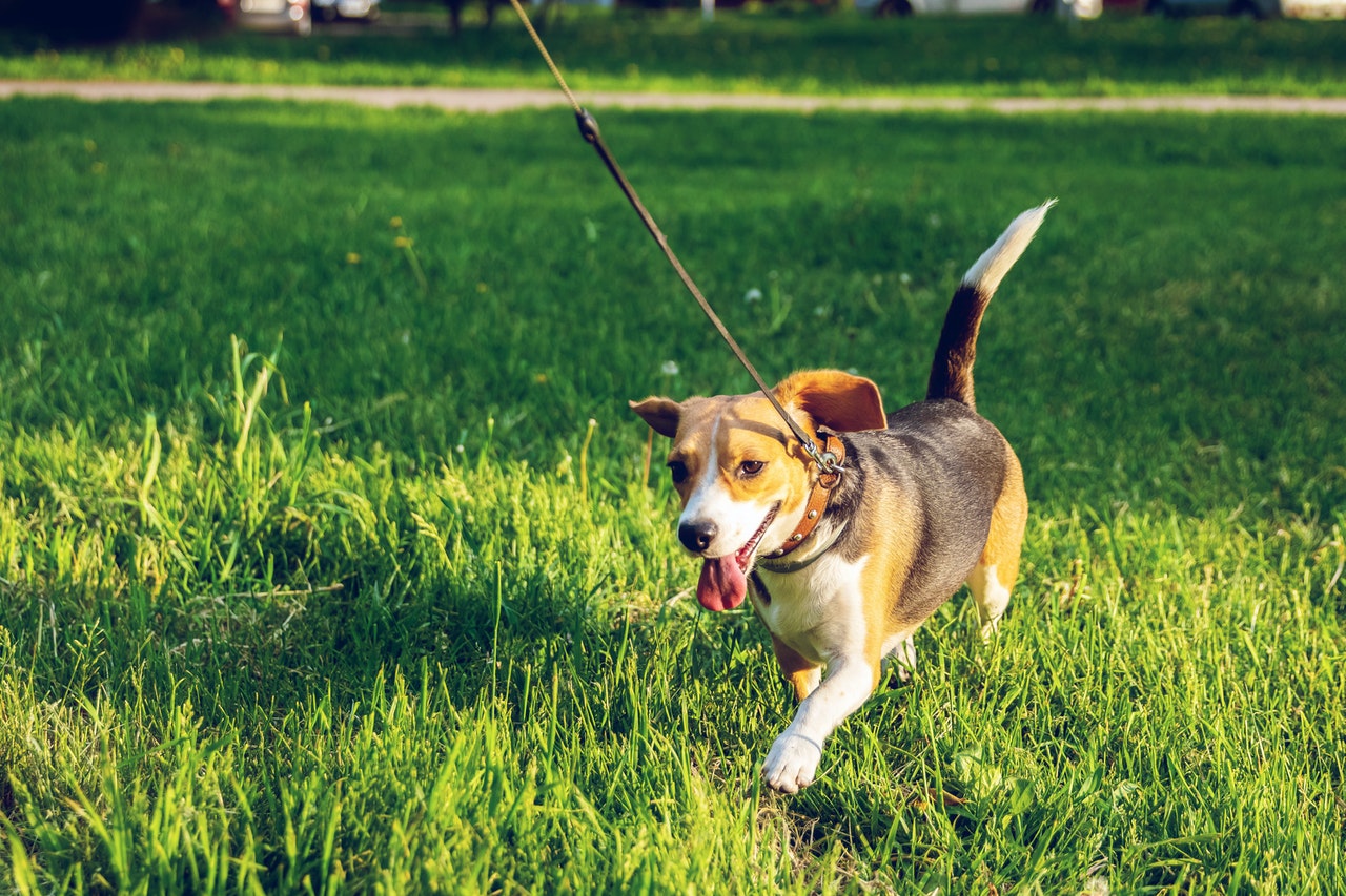 How to Teach Your Dog to Focus on Walks - Dogwood Park Animal Clinic