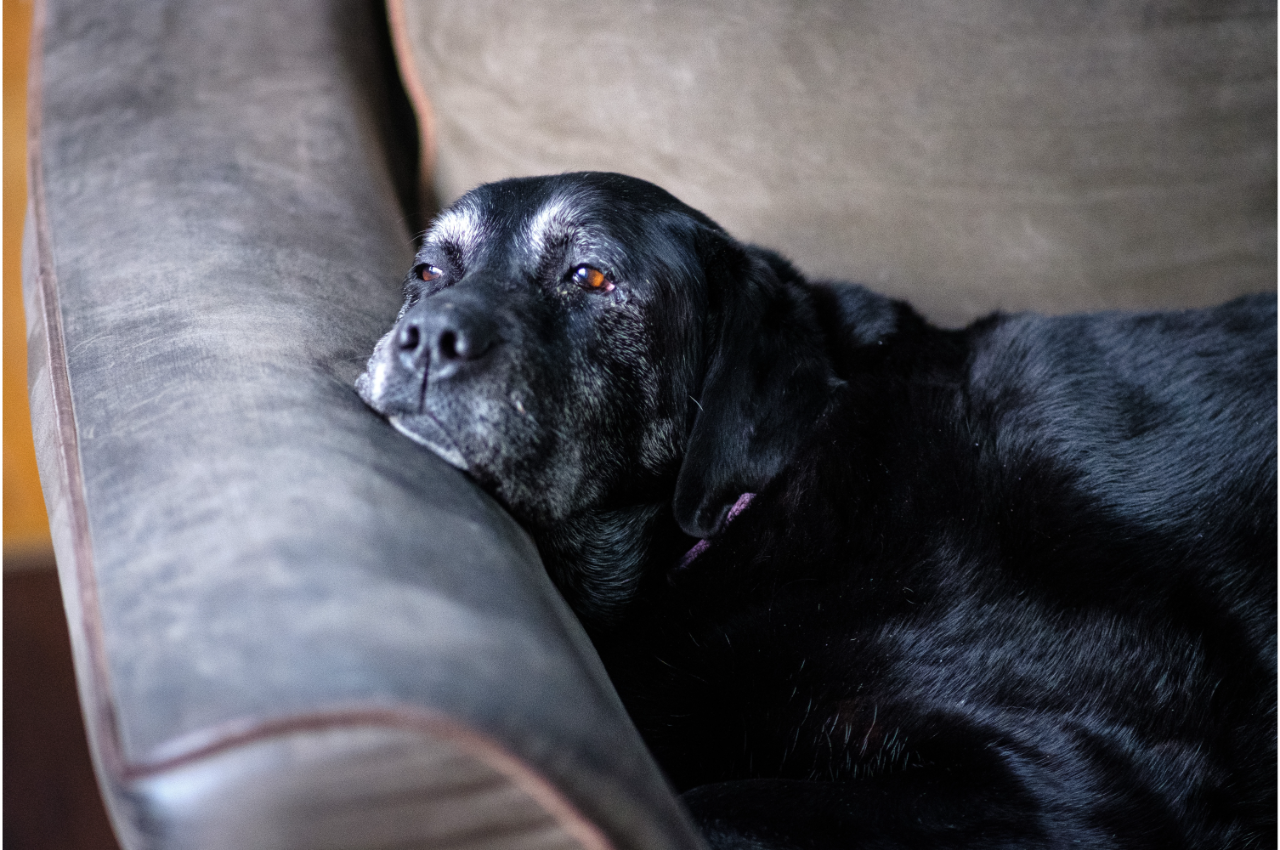 4 Ways to Get Ready for Your Pet's Passing - Dogwood Park Animal Clinic