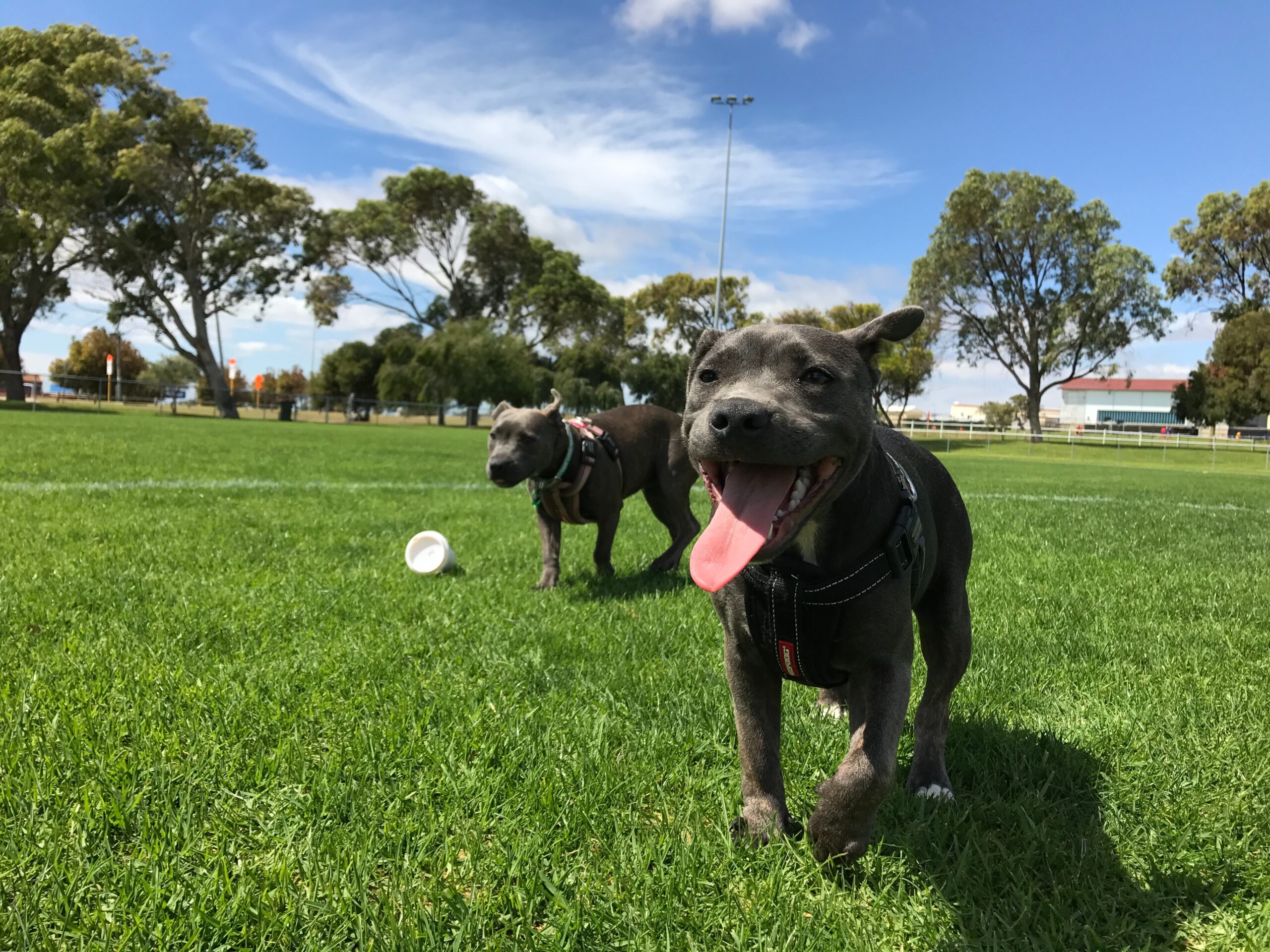 Vital Safety Tips for Pet Owners at the Dog Park: Ensuring a Secure ...